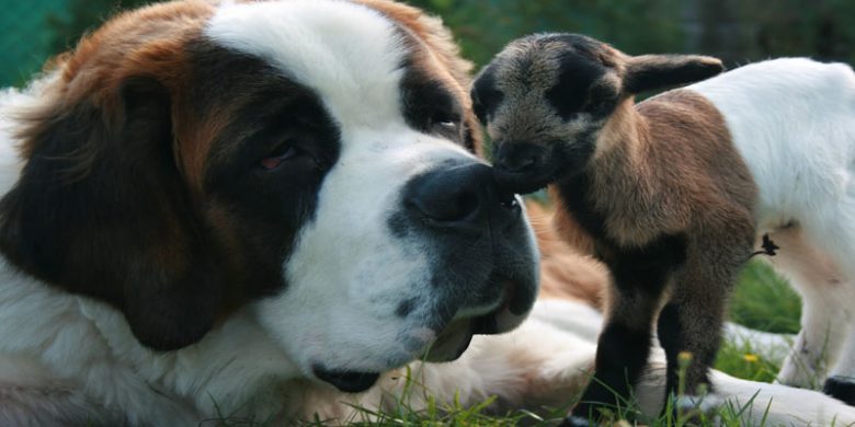 Bernhardiner Rassebeschreibung - Infos zum Bernhardiner