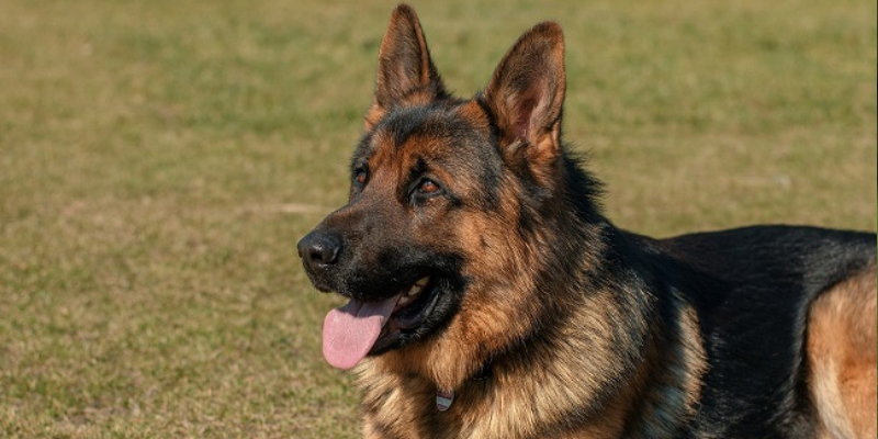 schaeferhund - Hundemagazin.com